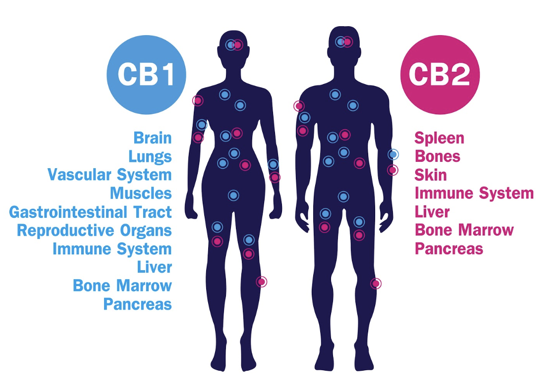 CBD and Skin Care [What do we know in 2019?] - Dr. Michelle Jeffries