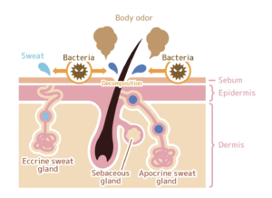 5 Best Dermatologist-Tested Organic and All-Natural Deodorants ...