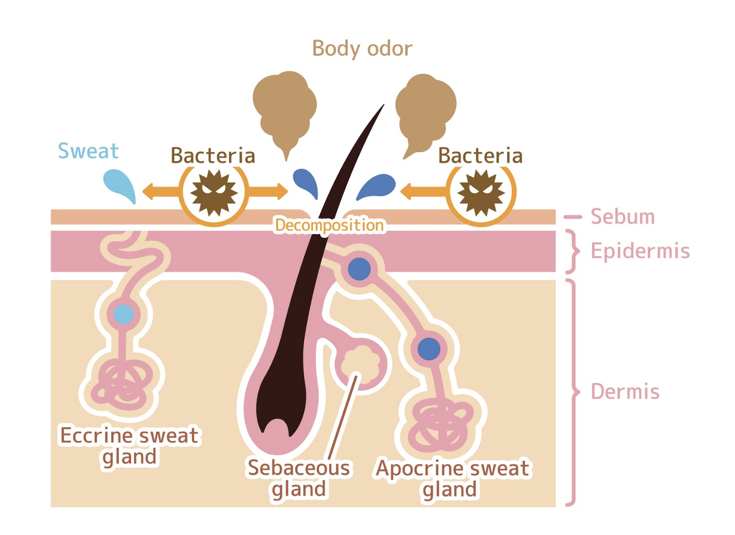 5 Best Dermatologist-Tested Organic and All-Natural Deodorants ...